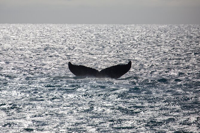 Luxury Catamaran Whale Watch - What to Expect from the Tour