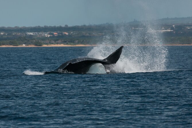 Luxury Catamaran Whale Watch - Who Is This Tour Perfect For?