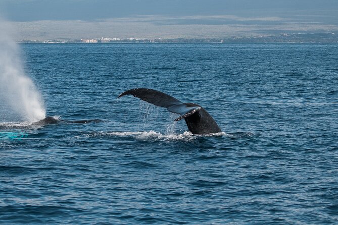 Luxury Catamaran Whale Watch - FAQ