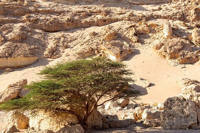 Luxury Desert Safari Tour, Morning & Afternoon from Hurghada - A Deep Dive into the Desert Experience
