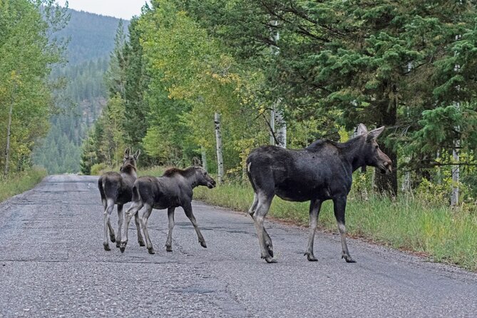 Luxury Private Grand Teton National Park Full-Day Tour - Practical Details: What to Expect
