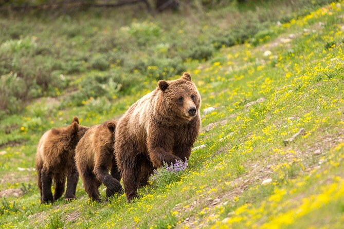 Luxury Private Half-Day Grand Teton National Park Tour - Final Thoughts