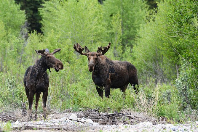 Luxury Private Half-Day Grand Teton National Park Tour - FAQ