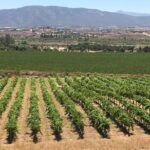Luxury Private Wine Tasting Tour to Guadalupe Valley from San Diego - The Practicalities: What You Need to Know