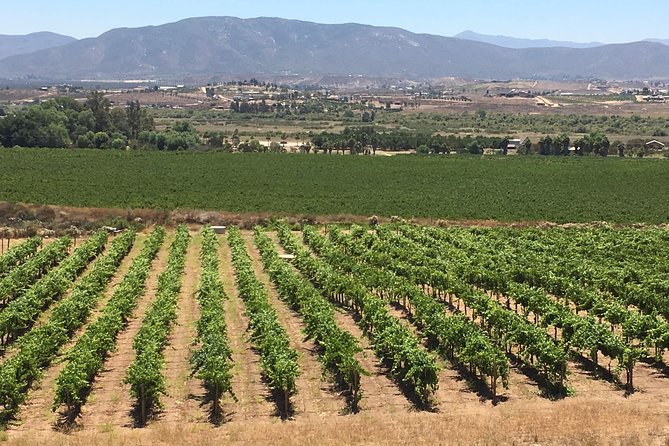 Luxury Private Wine Tasting Tour to Guadalupe Valley from San Diego - The Practicalities: What You Need to Know