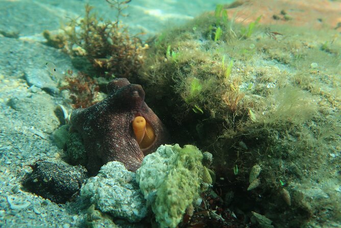 Luxury Snorkeling on Your Vacation Exclusively Private Guaranteed - Who Will Love This Experience?