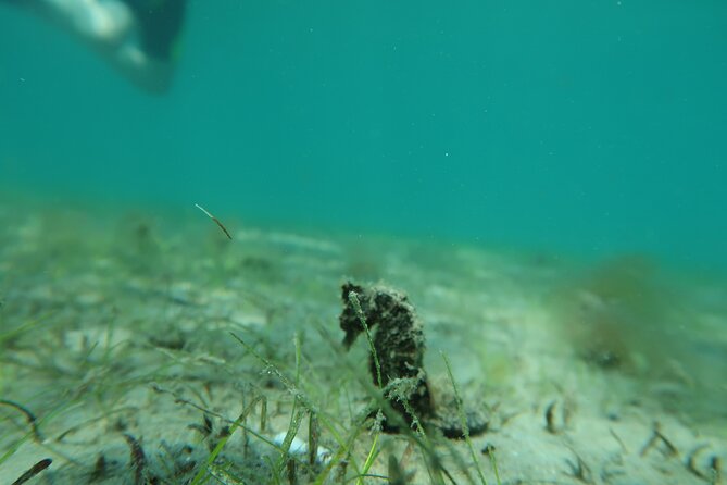 Luxury Snorkeling on Your Vacation Exclusively Private Guaranteed - The Sum Up