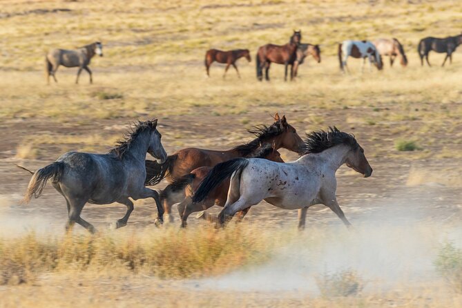 Luxury tour for up to 7 to Antelope Canyon X and Horseshoe Bend - An In-Depth Look at the Tour Experience
