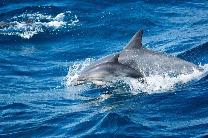 Luxury Whale Watching: Fewer People, Extra Speed, Expert Staff - How the Weather & Wildlife Impact the Trip