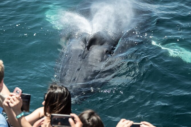 Luxury Whale Watching: Fewer People, Extra Speed, Expert Staff - Pricing and Value