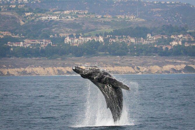 Luxury Whale Watching: Fewer People, Extra Speed, Expert Staff - The Benefits of Smaller, Faster Boats