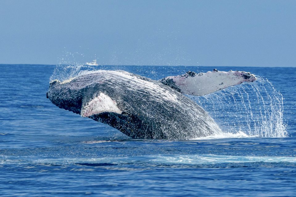 Ma'alaea Harbor: Whale Watching Tour Aboard Power Catamaran - Key Points  