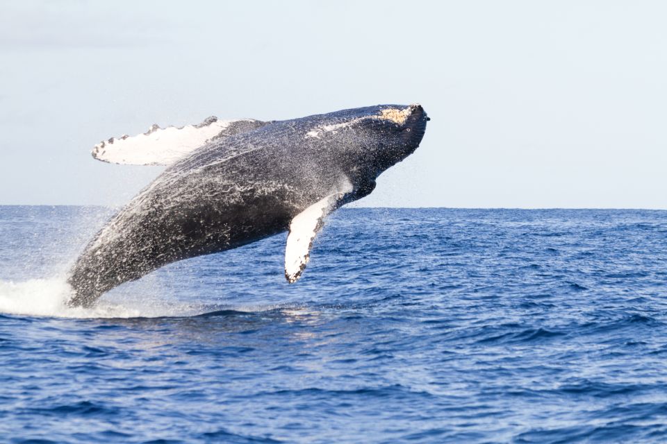 Ma'alaea Harbor: Whale Watching Tour Aboard Power Catamaran - What to Expect on the Tour  
