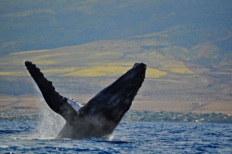 Ma'alaea Harbor: Whale Watching Tour Aboard Power Catamaran - The Sum Up: Who Should Consider This Tour?  