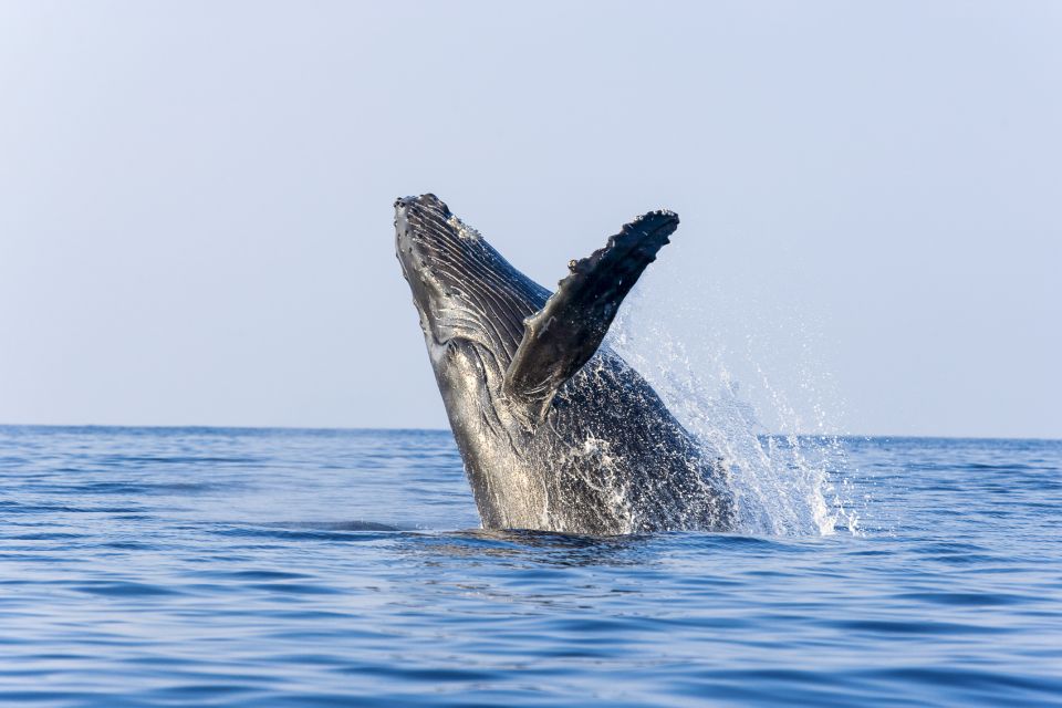 Ma'alaea Harbor: Whale Watching Tour Aboard Power Catamaran - FAQ  