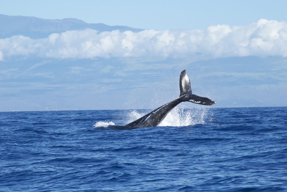 Maalaea: Small Group 2-Hour Whale Watch Experience - The Pros and Cons