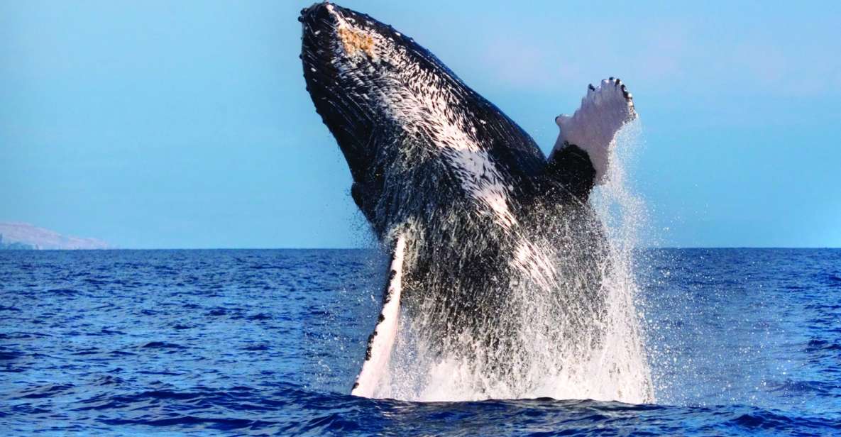 Maalaea: Small Group 2-Hour Whale Watch Experience - Final Thoughts