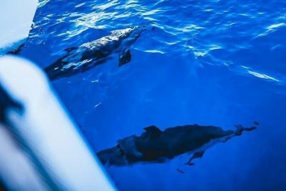 Maalaea: West Maui Snorkeling & Sailing Day Trip with Lunch - Price and value