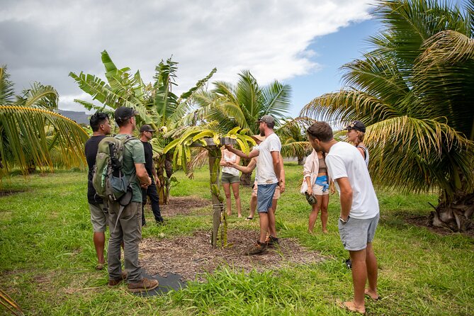 Macnut Tour, Picnic lunch and Maui Bees - A Deep Dive into the Maui Macnut Tour