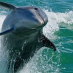Madeira Beach: Egmont Key Snorkeling and Dolphin Cruise - Detailed Breakdown of the Experience