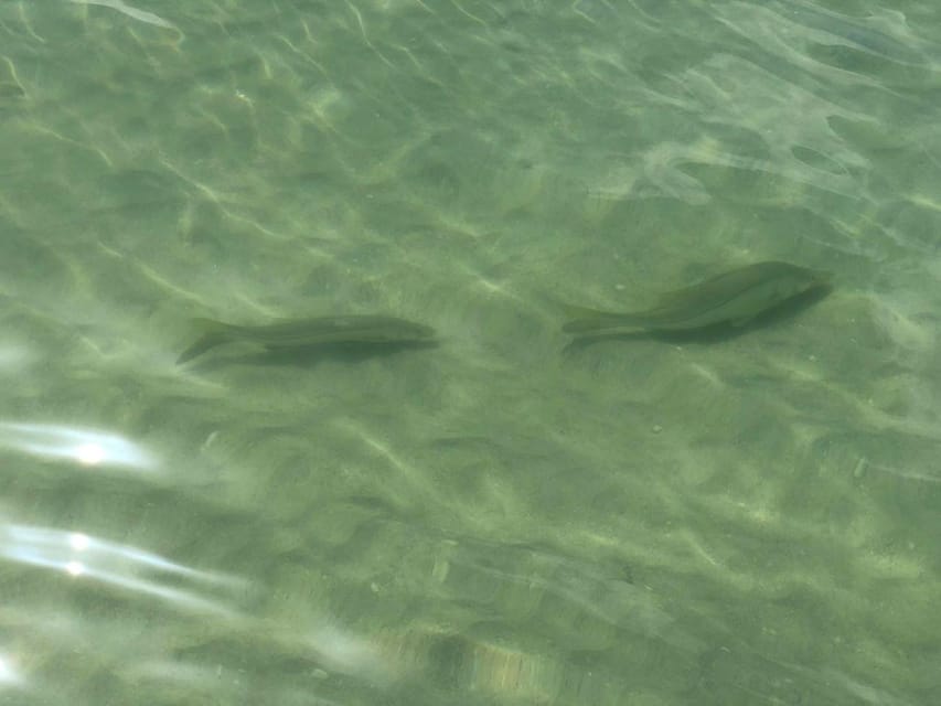 Madeira Beach: Egmont Key Snorkeling and Dolphin Cruise - Why This Tour Works Well