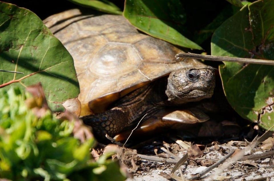 Madeira Beach: Egmont Key Snorkeling and Dolphin Cruise - Who Is This Tour Best For?