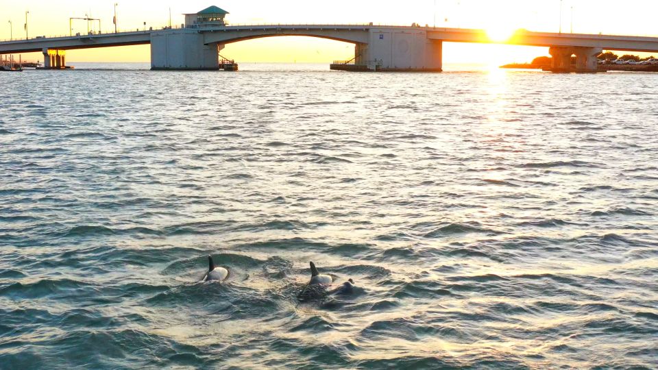 Madeira Beach: Guided Dolphin Watching Eco-Friendly Cruise - Final Thoughts