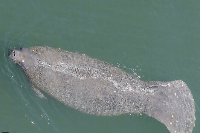 Madeira Beach - Shell Key - Dolphins - Half Day Private Boat Tour - Practical Tips for Your Trip