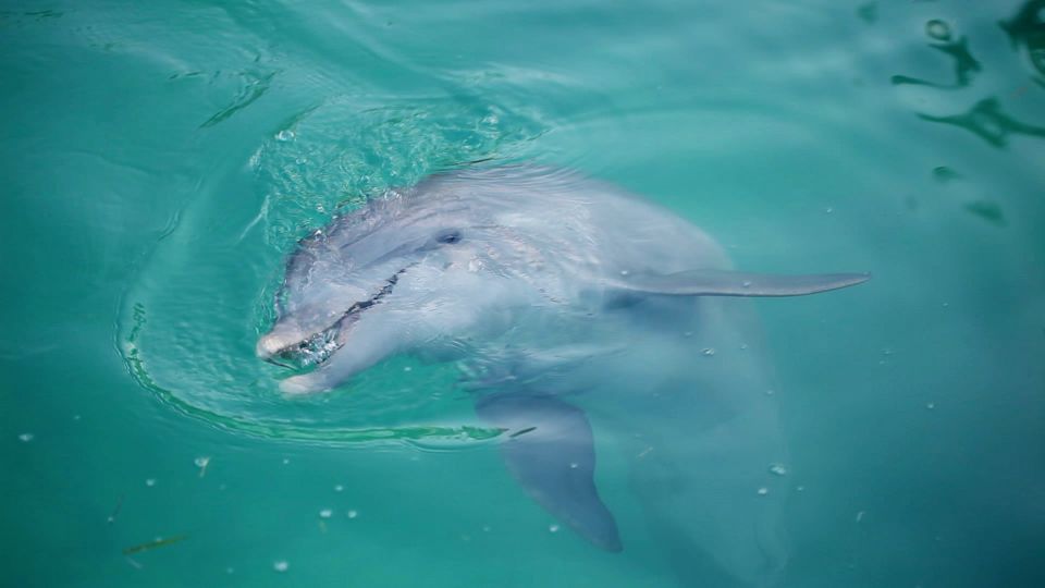 Madeira Beach: Sightseeing Cruise to John's Pass with Guide - Practical Details: What You Need to Know