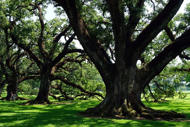 Majestic Oak Alley Plantation Tour - The Sum Up