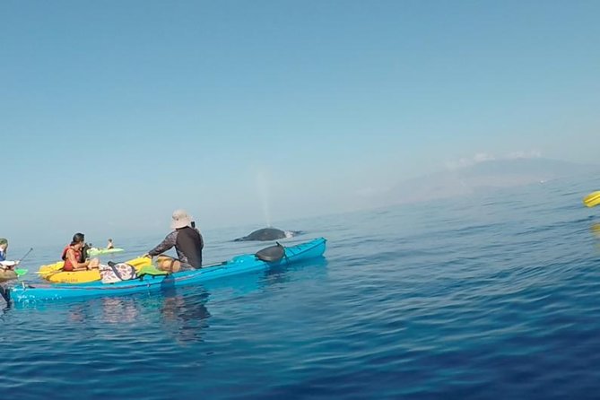 Makena Whale Watching and Snorkel - Whale Watching in Maui