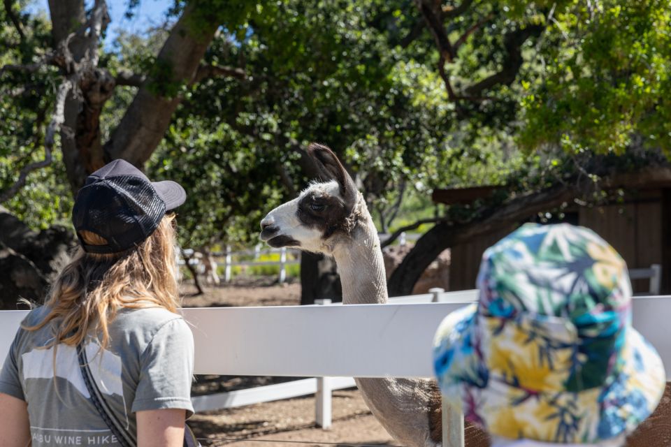 Malibu: Guided Vineyard Hike with Photo Stops and Wine - Who Will Love This Tour?