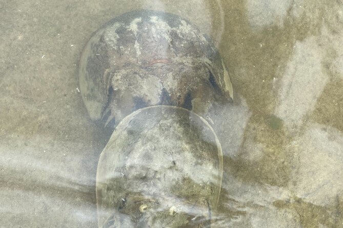Manatee and Dolphin Kayak Tour - Who Should Consider This Tour?