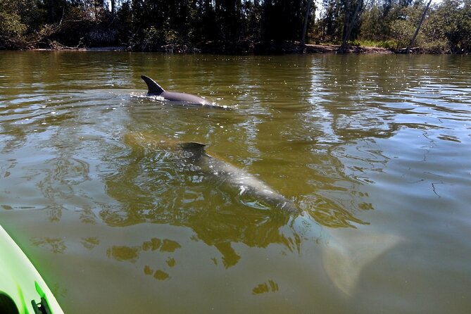 Manatee and Dolphin Kayaking Encounter - Who Should Book This Tour?