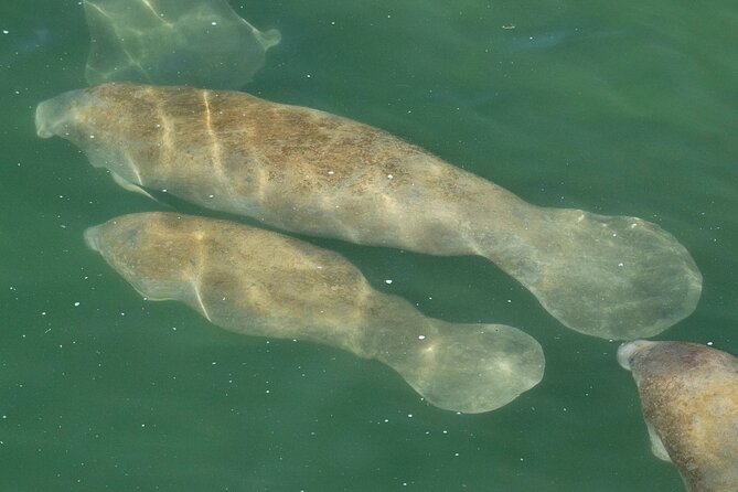 Manatee Discovery Anna Maria Island - What You Can Expect from the Manatee Discovery Tour