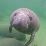 Manatee Discovery Anna Maria Island - Why the Tour Offers Great Value
