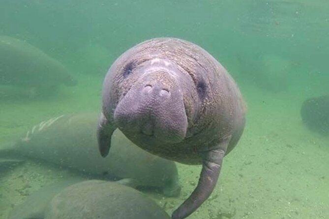Manatee Discovery Anna Maria Island - Why the Tour Offers Great Value