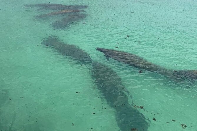 Manatee Discovery Anna Maria Island - Practical Details