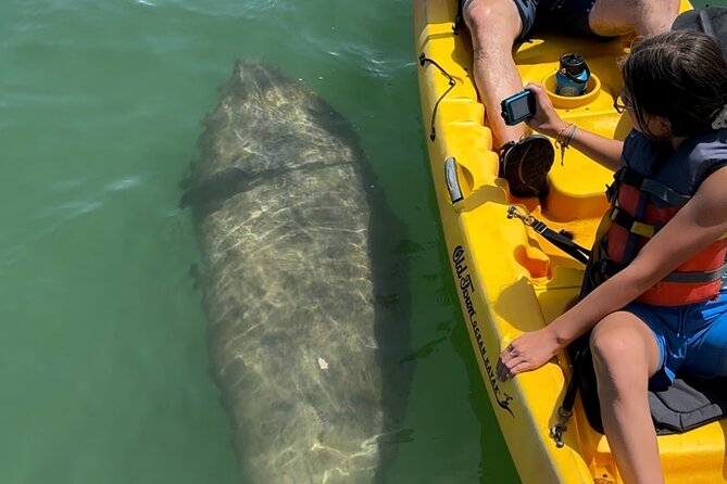 Manatee Discovery Anna Maria Island - Who Will Love This Tour?