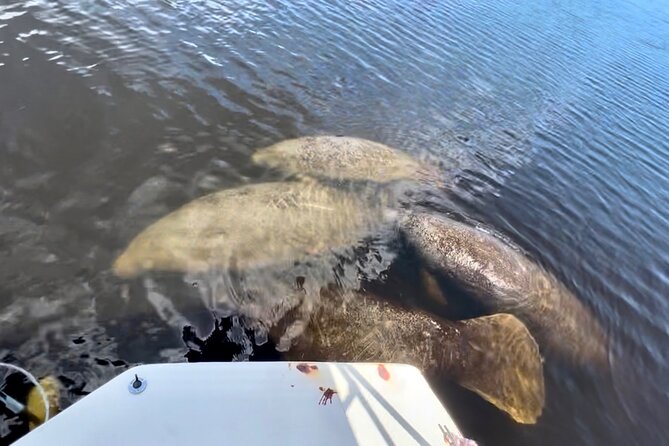 Manatee, Dolphin, and 10,000 Islands Eco Beach Tour by Boat - The Sum Up
