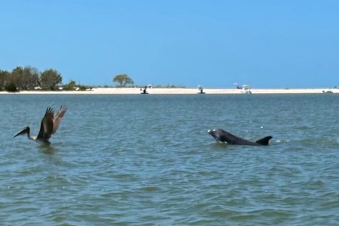 Manatee, Dolphin and 10,000 Islands Sunset Cruise! - Wildlife Encounters: What You Might See