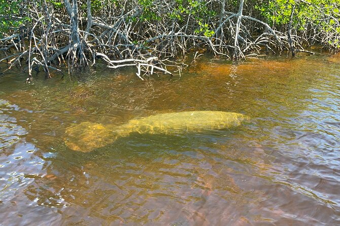 Manatee, Dolphin and 10,000 Islands Sunset Cruise! - What Reviewers Say: Pros and Cons