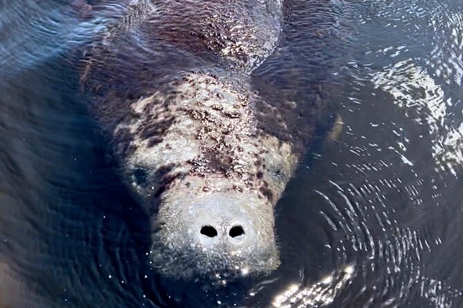 Manatee, Dolphin and 10,000 Islands Sunset Cruise! - Is This Tour Right for You?