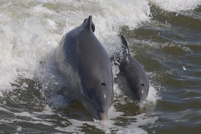 Manatee, Dolphin and 10,000 Islands Sunset Cruise! - FAQs