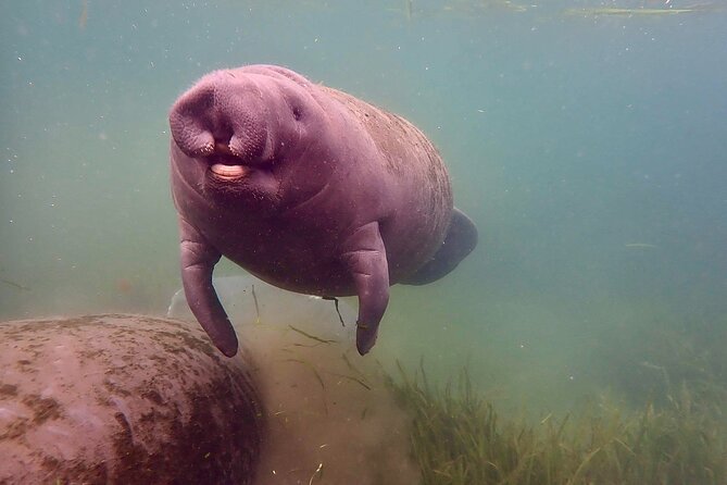 Manatee Snorkel Tour from American Pro Diving Center - The Itinerary: What to Expect from Start to Finish