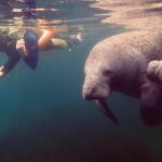 Manatee Snorkel Tour from American Pro Diving Center - Final Thoughts: Is This Tour Worth It?