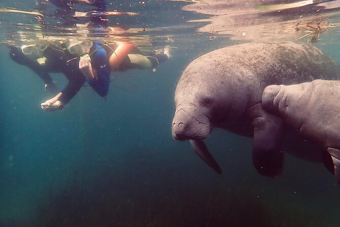 Manatee Snorkel Tour from American Pro Diving Center - Final Thoughts: Is This Tour Worth It?