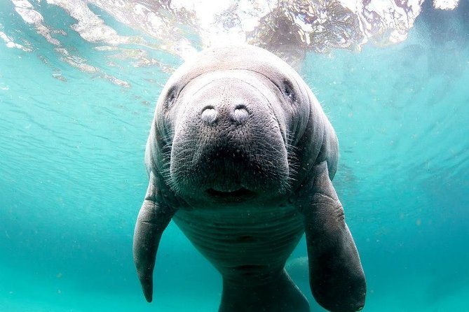 Manatee Snorkel Tour - Small Group - The Scenic Boat Ride and Wildlife Refuge Stops