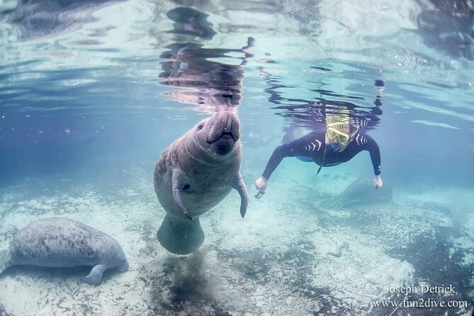 Manatee Snorkel Tour - Small Group - The Snorkeling Experience