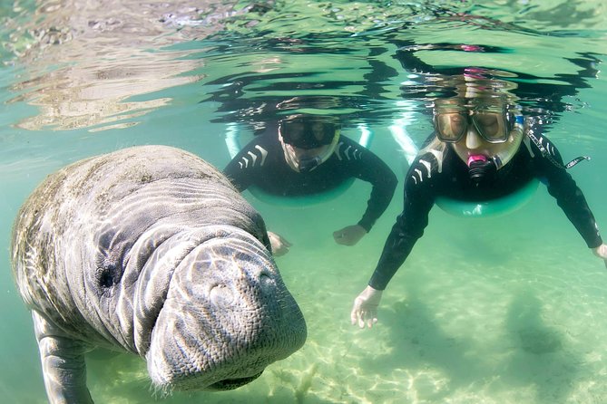 Manatee Snorkel Tour - Small Group - Photos and Memories
